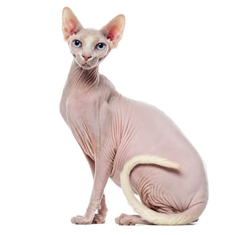 Sfinkss | Purina LV
